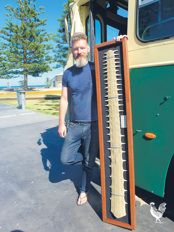 Clipper flipper | Fremantle Herald Interactive