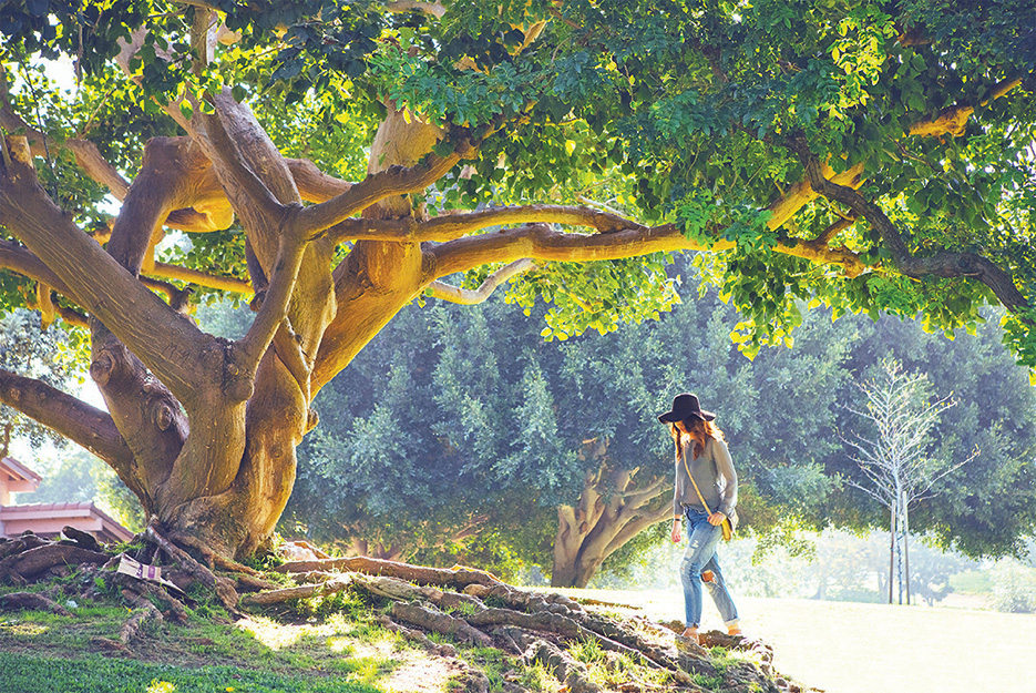 Putting down rootsPutting down roots | Fremantle Herald Interactive