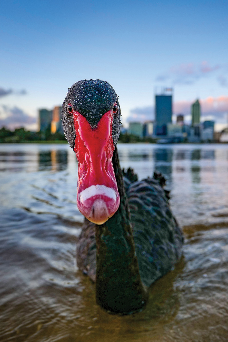 Snap fix | Fremantle Herald Interactive