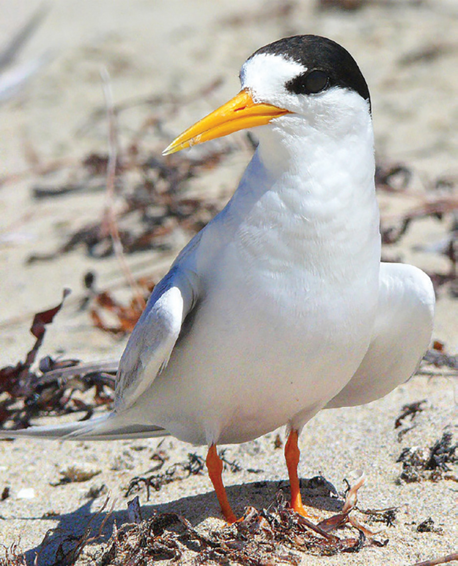 Bird sanctuary gets green light | Fremantle Herald Interactive