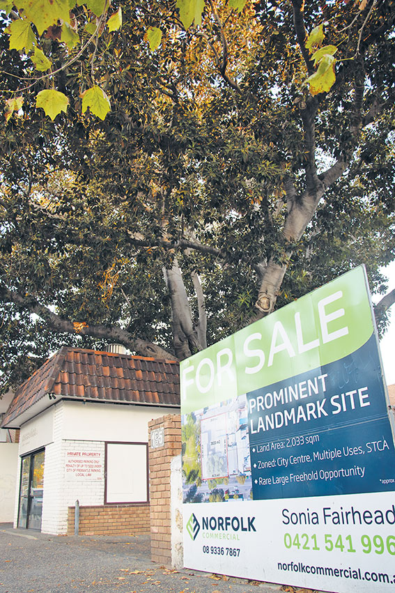 Mighty fig tree drops off the list | Fremantle Herald Interactive