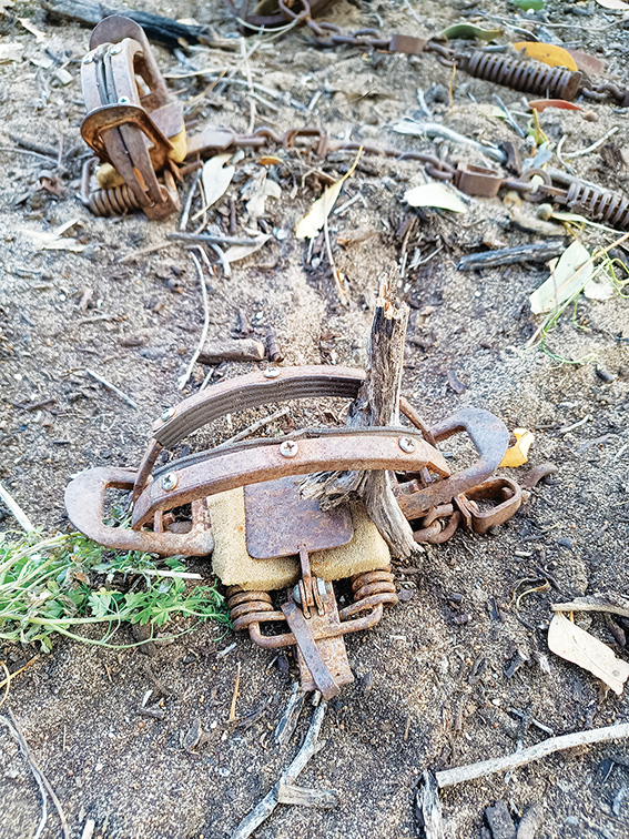 Call for more humane traps | Fremantle Herald Interactive